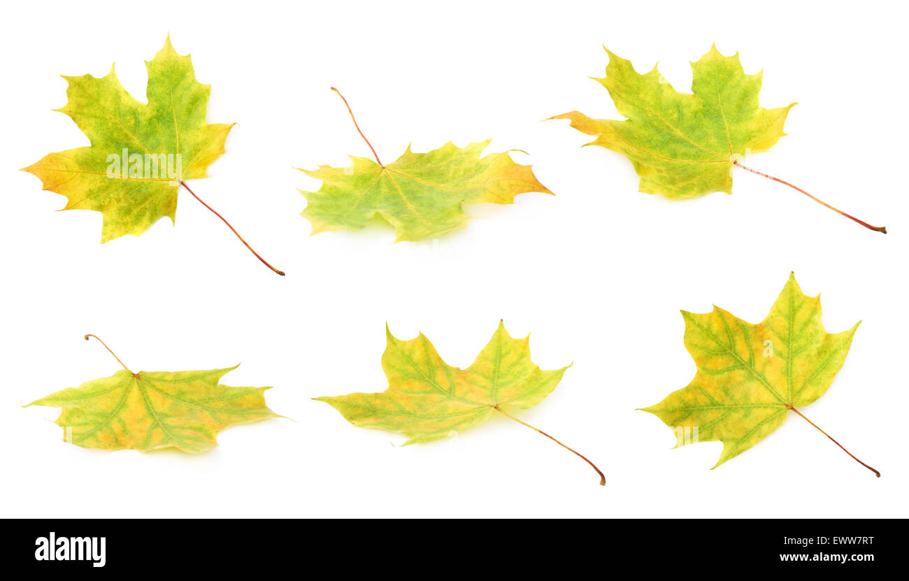 Green autumn maple leaf isolated Stock Photo - Alamy