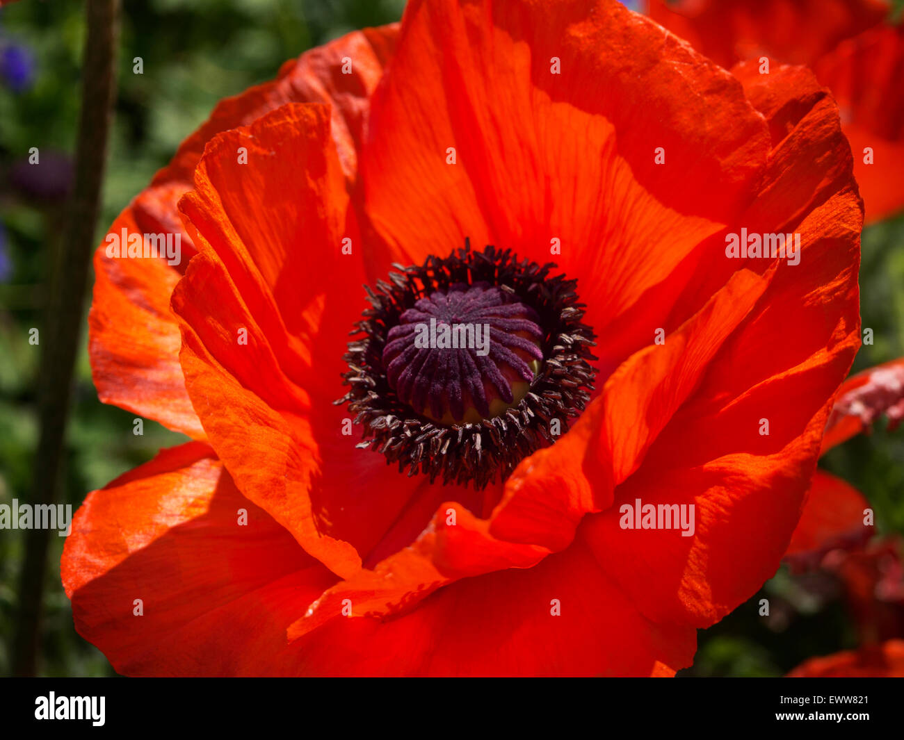 Red poppy flower hi-res stock photography and images - Alamy