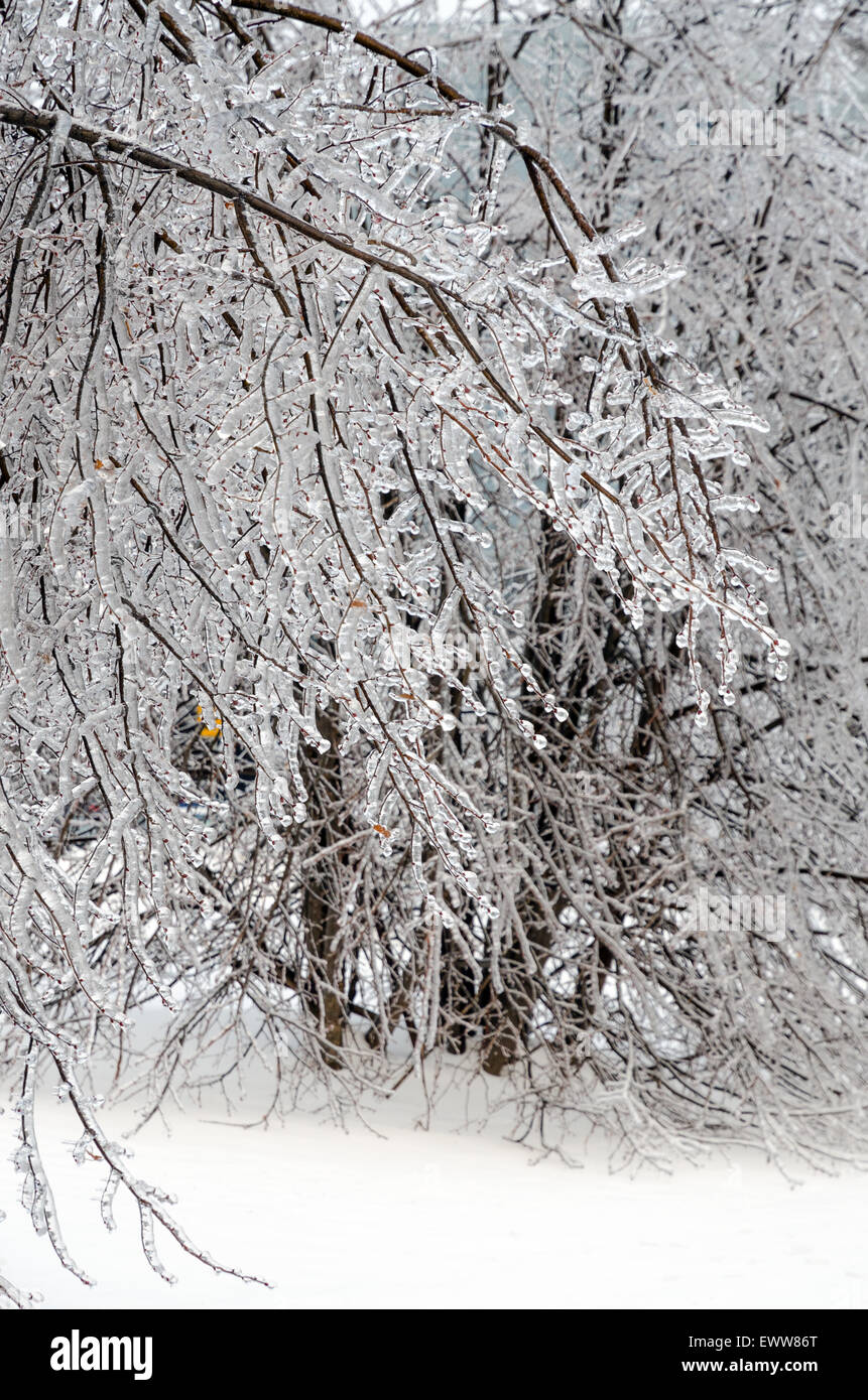 Freezing tree hi-res stock photography and images - Alamy