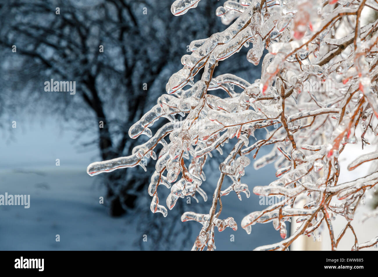 Twigs of tree encased in ice after a freezing rain storm Stock Photo ...