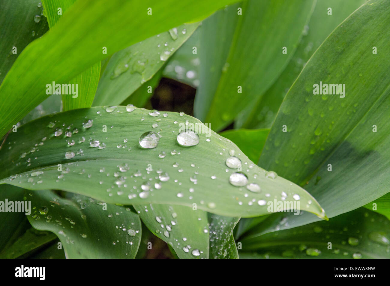 lily-of-the-valley and dew drops on the leaves Stock Photo - Alamy