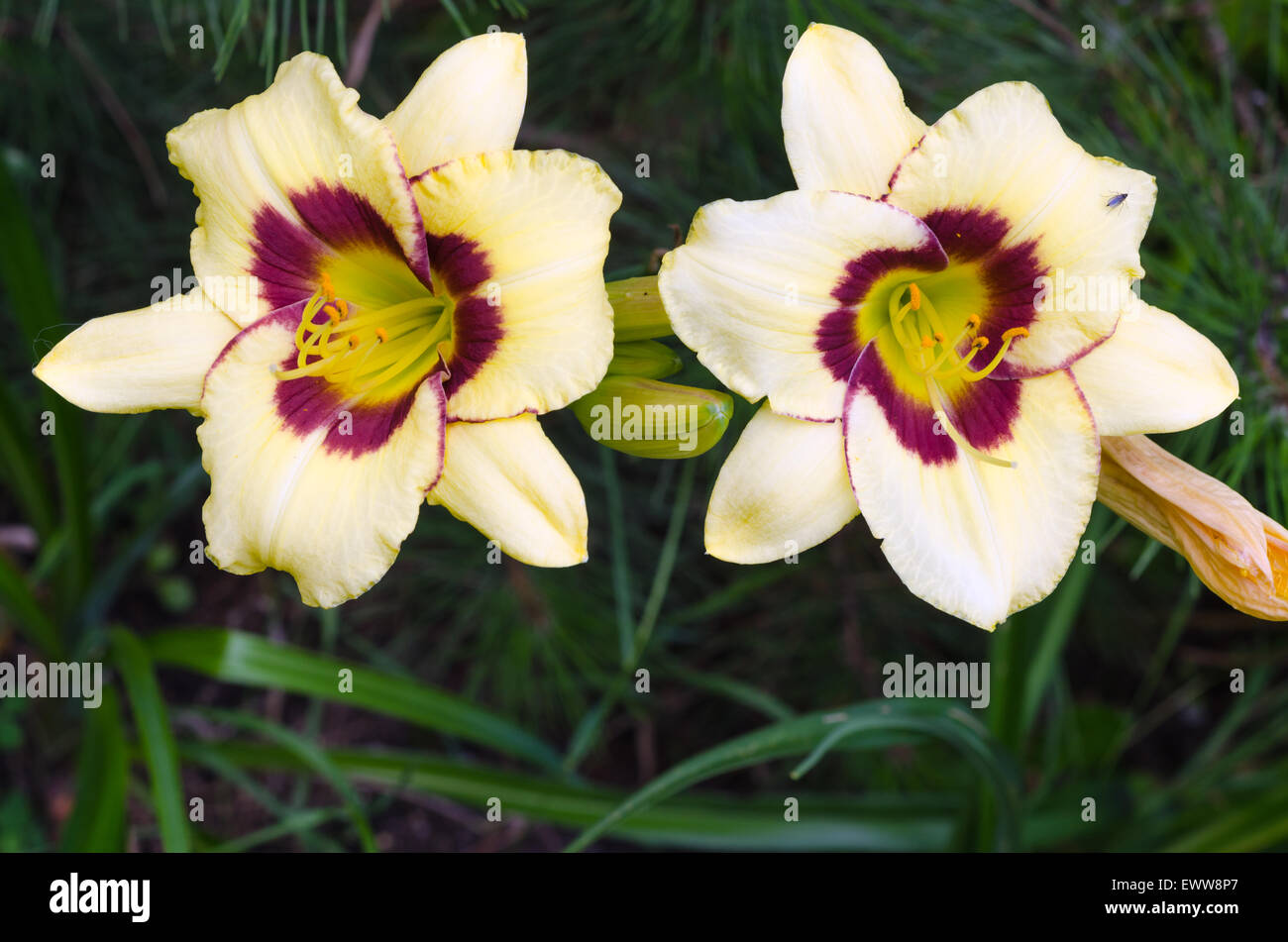 Delicate daylily after a rain Stock Photo - Alamy