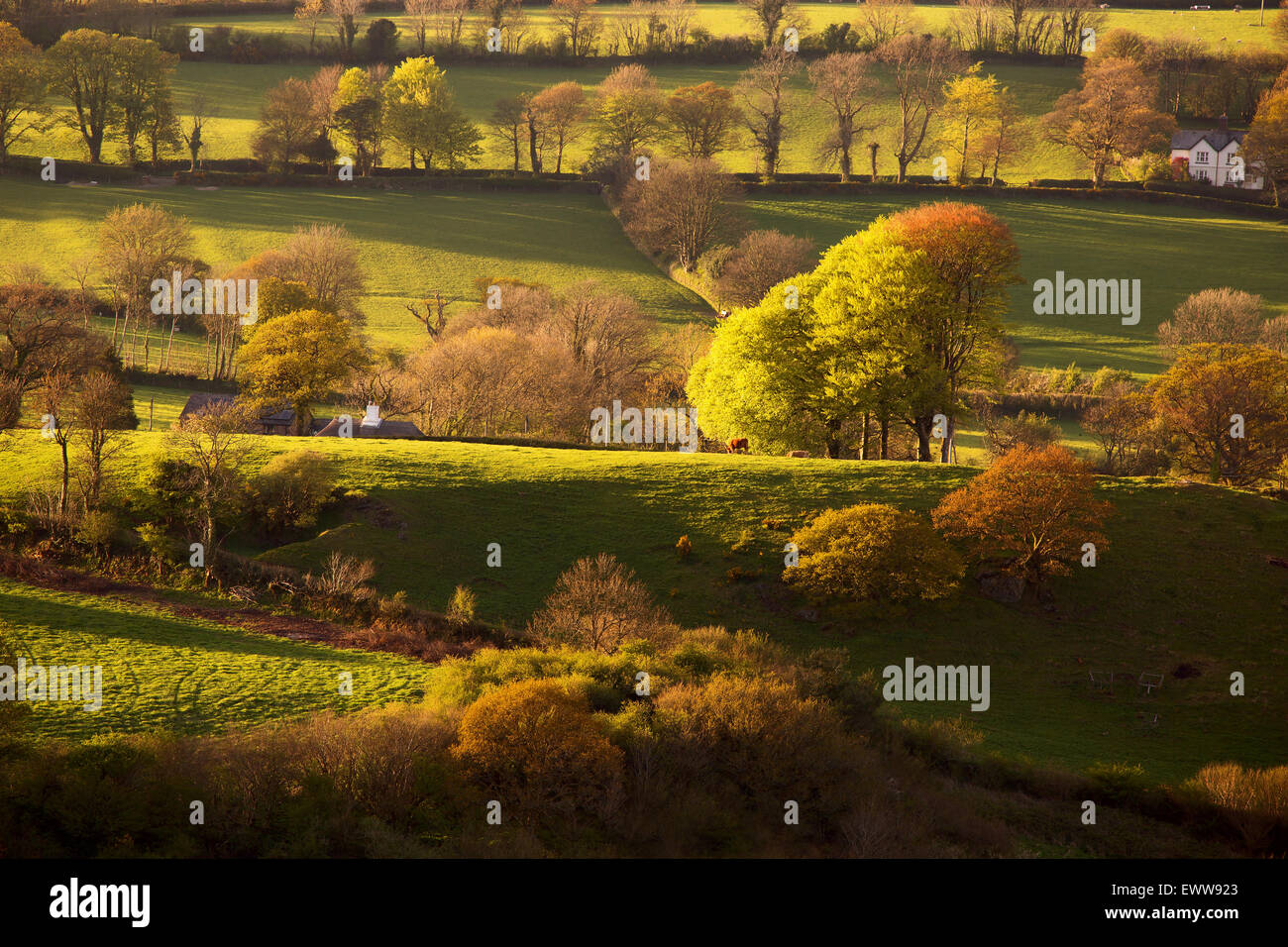 Devon summer fields hi-res stock photography and images - Alamy