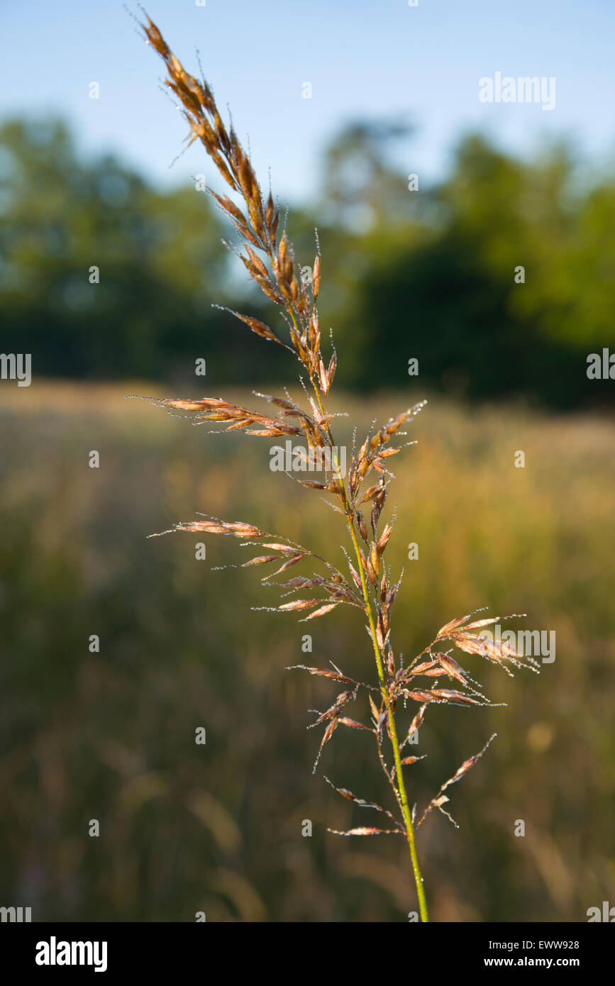 wild meadow grass with seeds, in early morning in summer. Dew drops ...