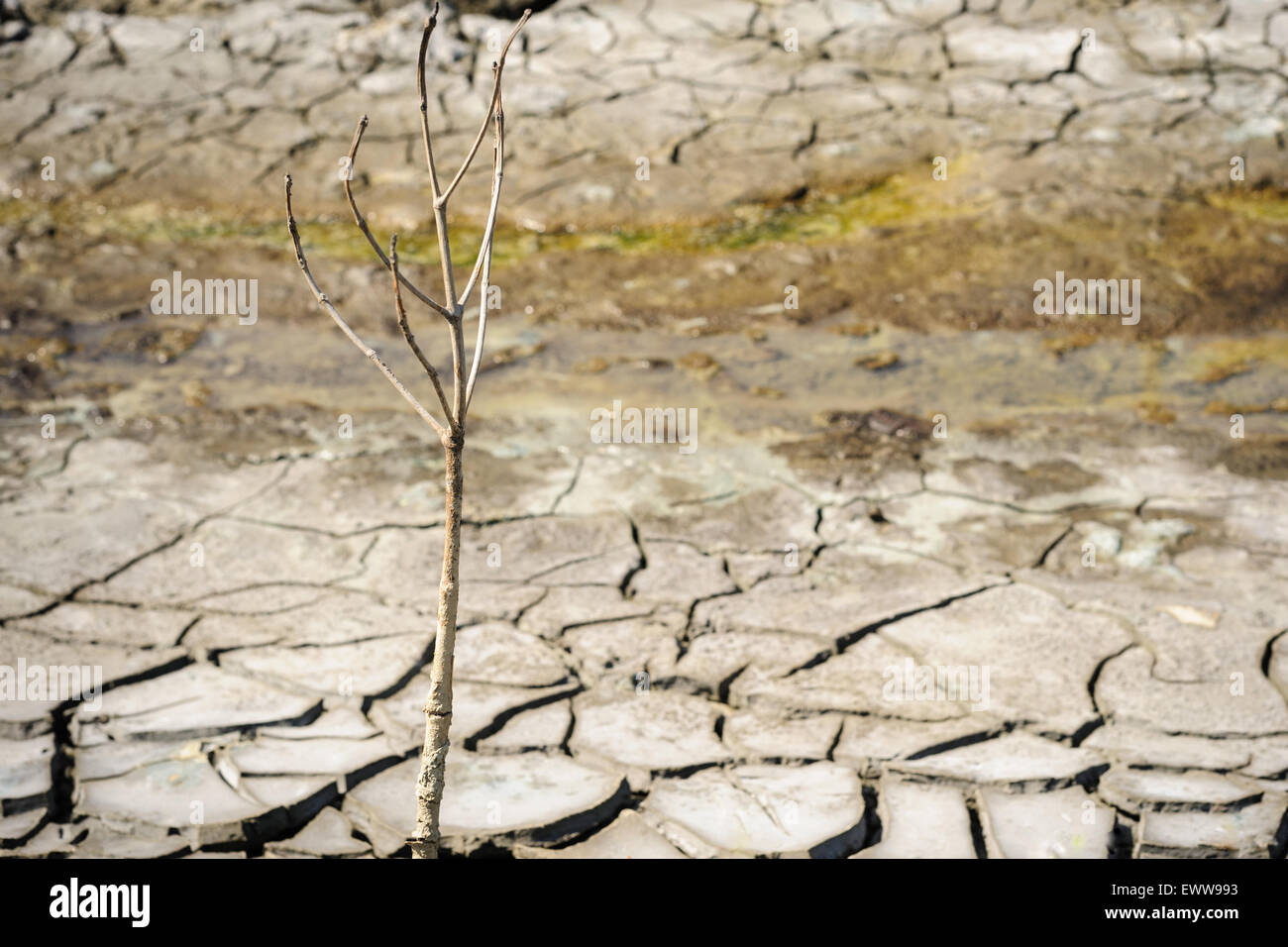 Dead tree in barren ground textured background Stock Photo - Alamy