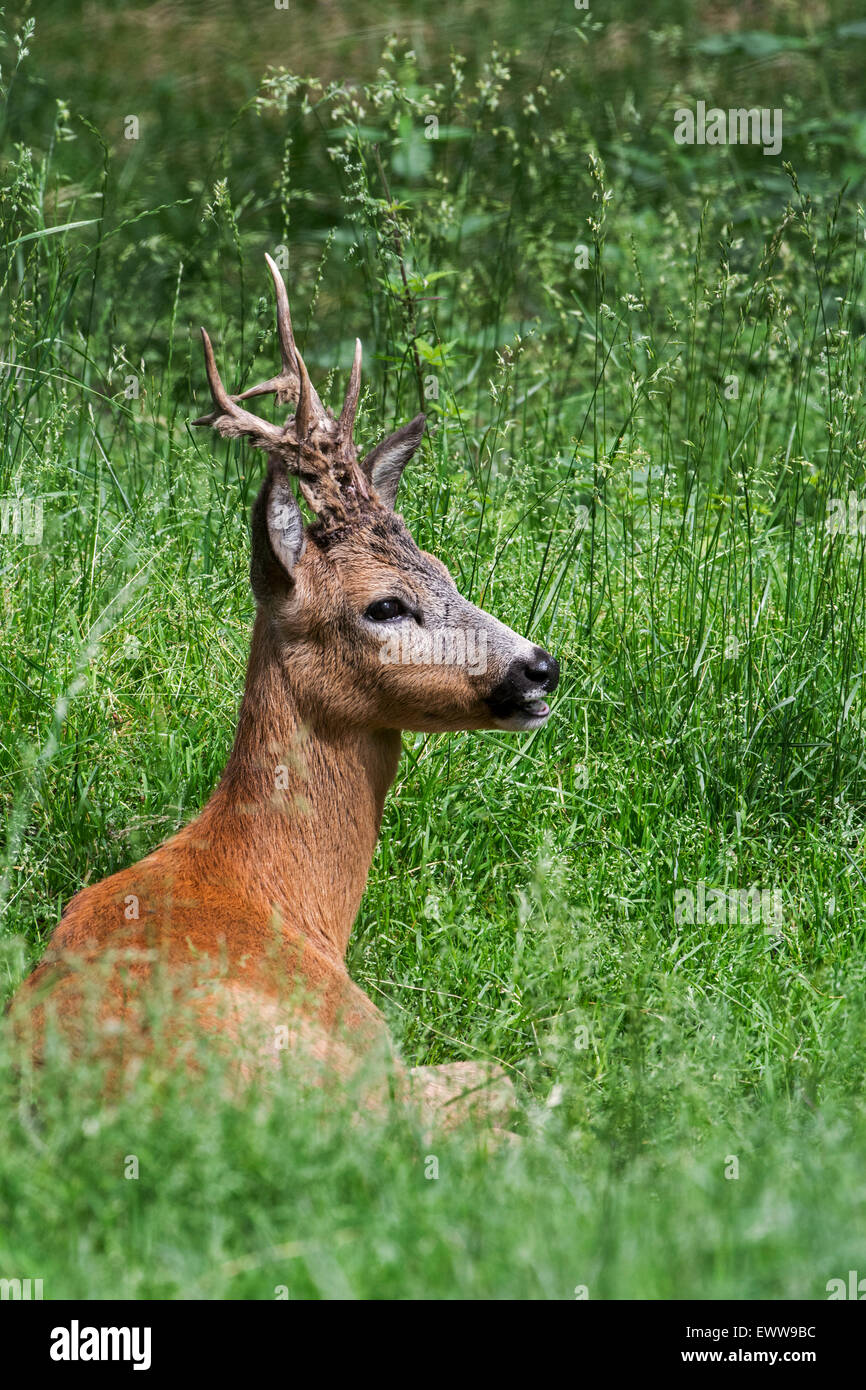 Deer shedding velvet hi-res stock photography and images - Alamy