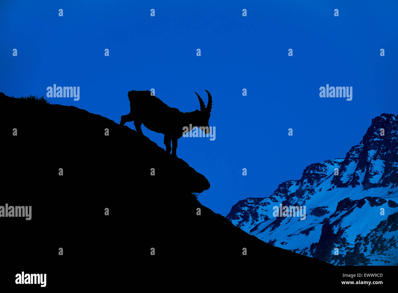 Alpine ibex (Capra ibex) silhouetted against mountain background at ...