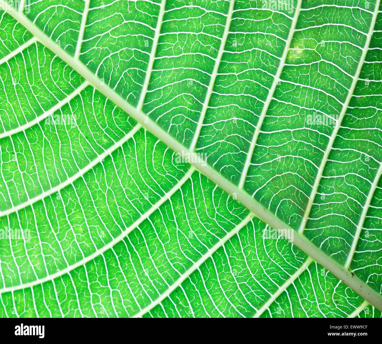 Background texture of leaves abstract natural green leaves Stock Photo ...