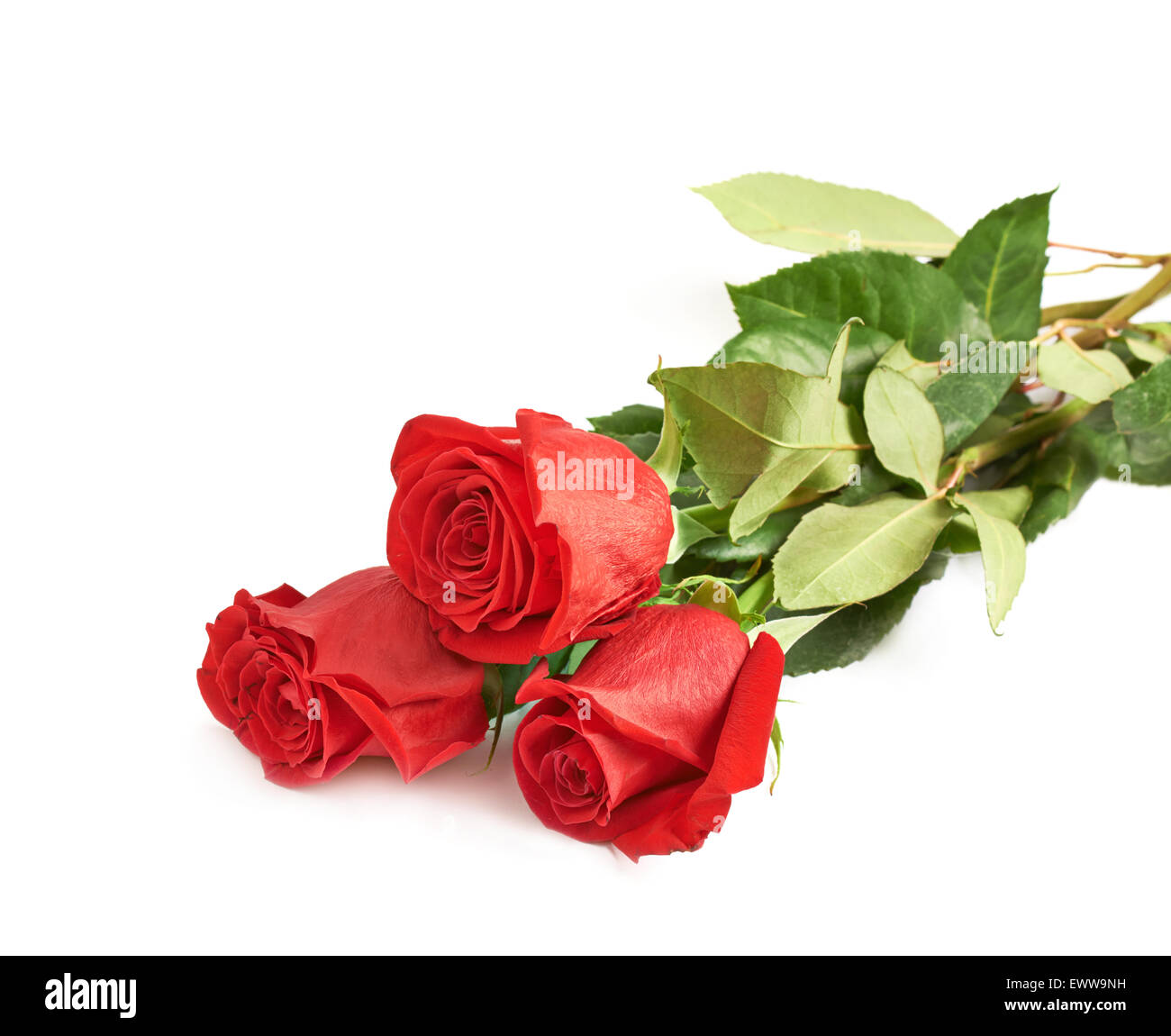 Three red roses isolated Stock Photo - Alamy