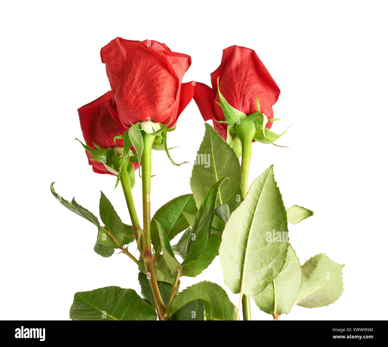 Three red roses composition Stock Photo - Alamy