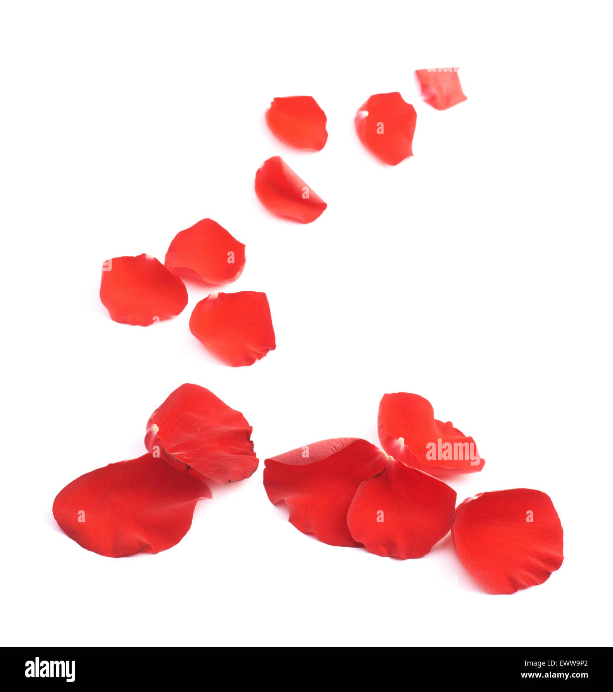 Red rose petals composition isolated Stock Photo - Alamy