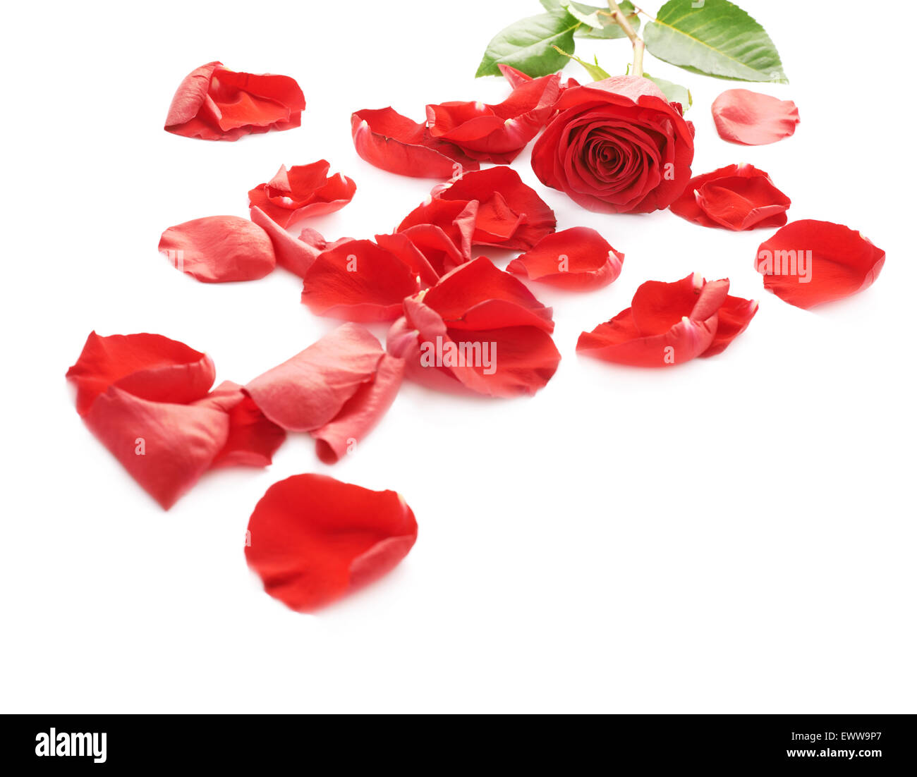 Red rose composition Stock Photo - Alamy