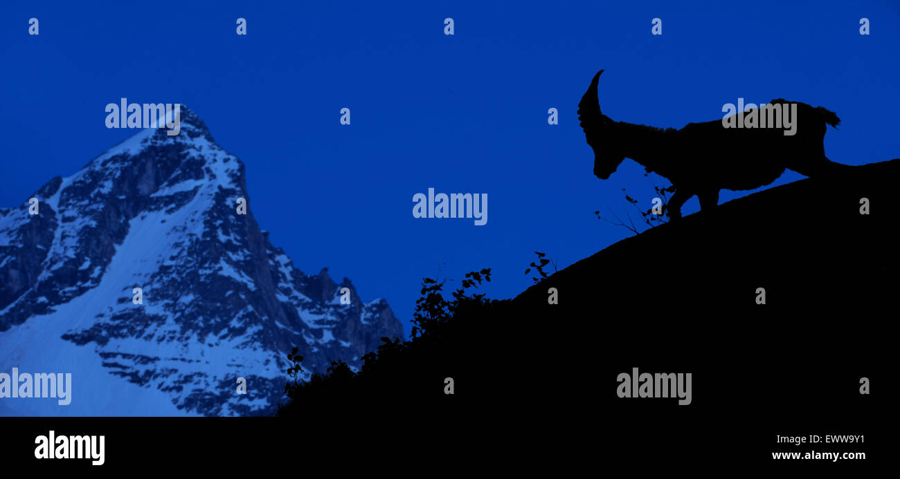 Alpine ibex (Capra ibex) silhouetted against mountain background at ...