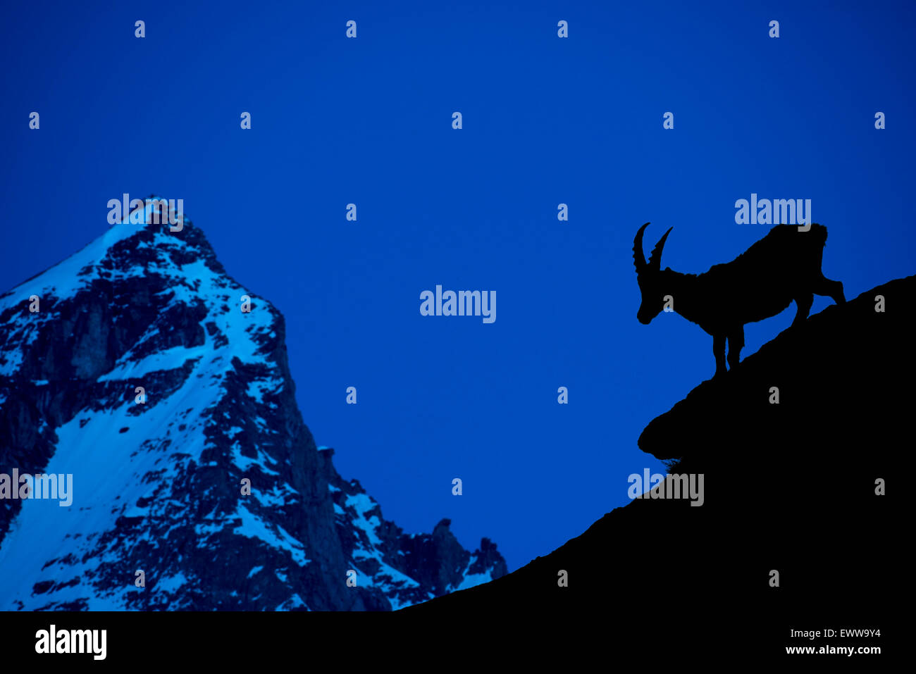 Alpine ibex (Capra ibex) silhouetted against mountain background at ...