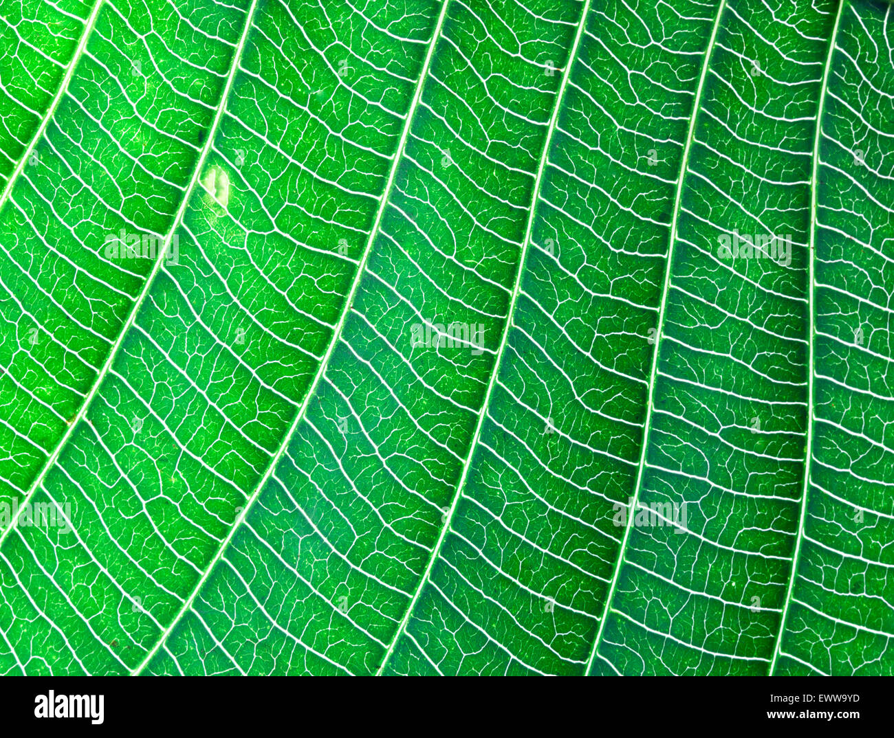 Background texture of leaves abstract natural green leaves Stock Photo ...