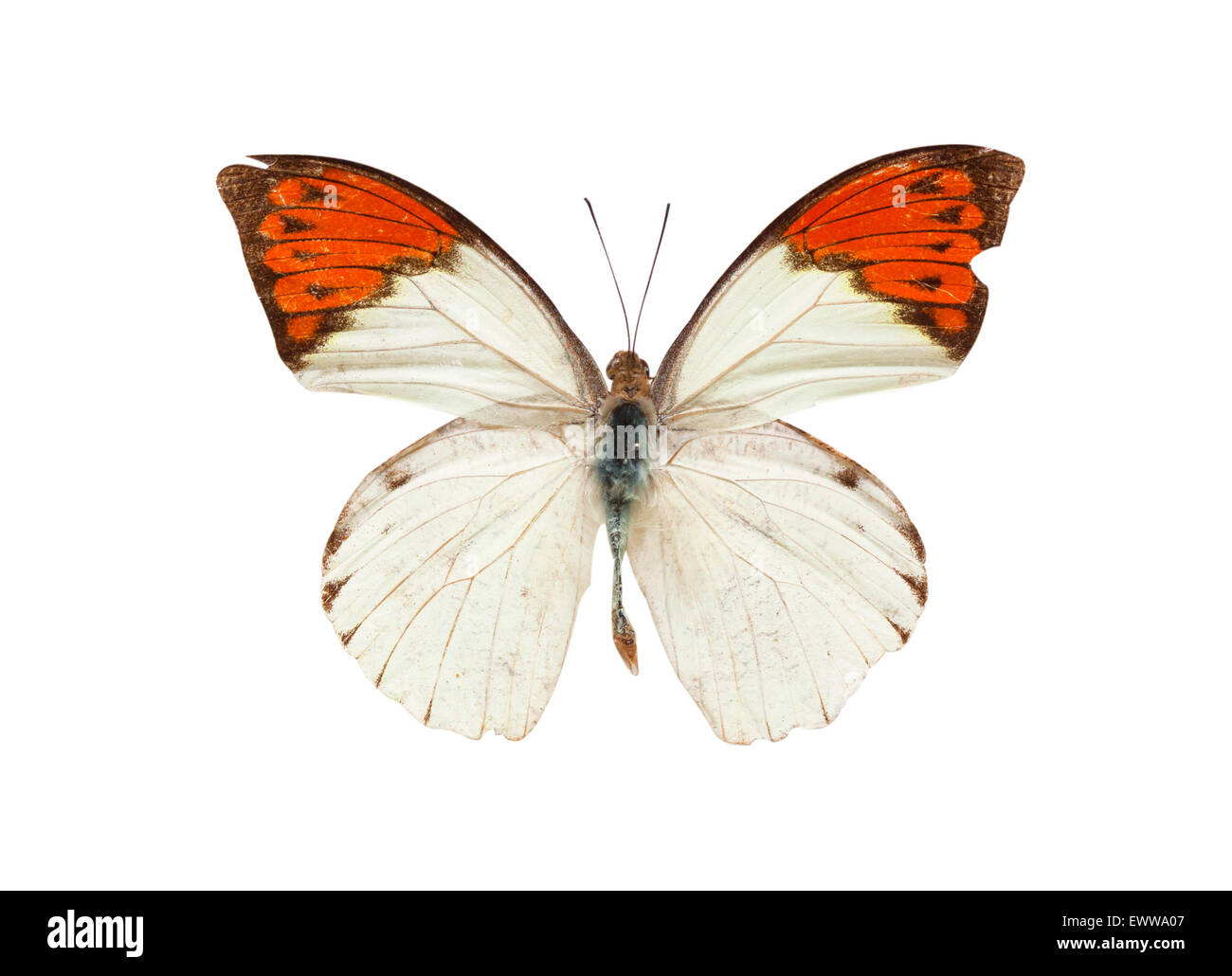 Butterfly small birds isolated on white background Stock Photo - Alamy