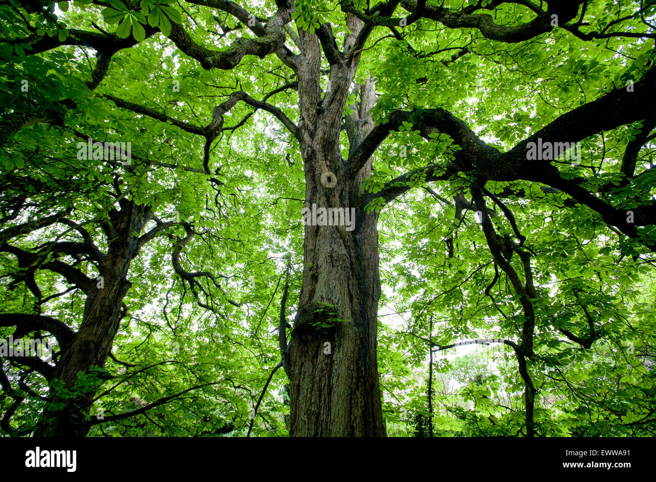 Horse chestnut tree in horsington village hi-res stock photography and ...