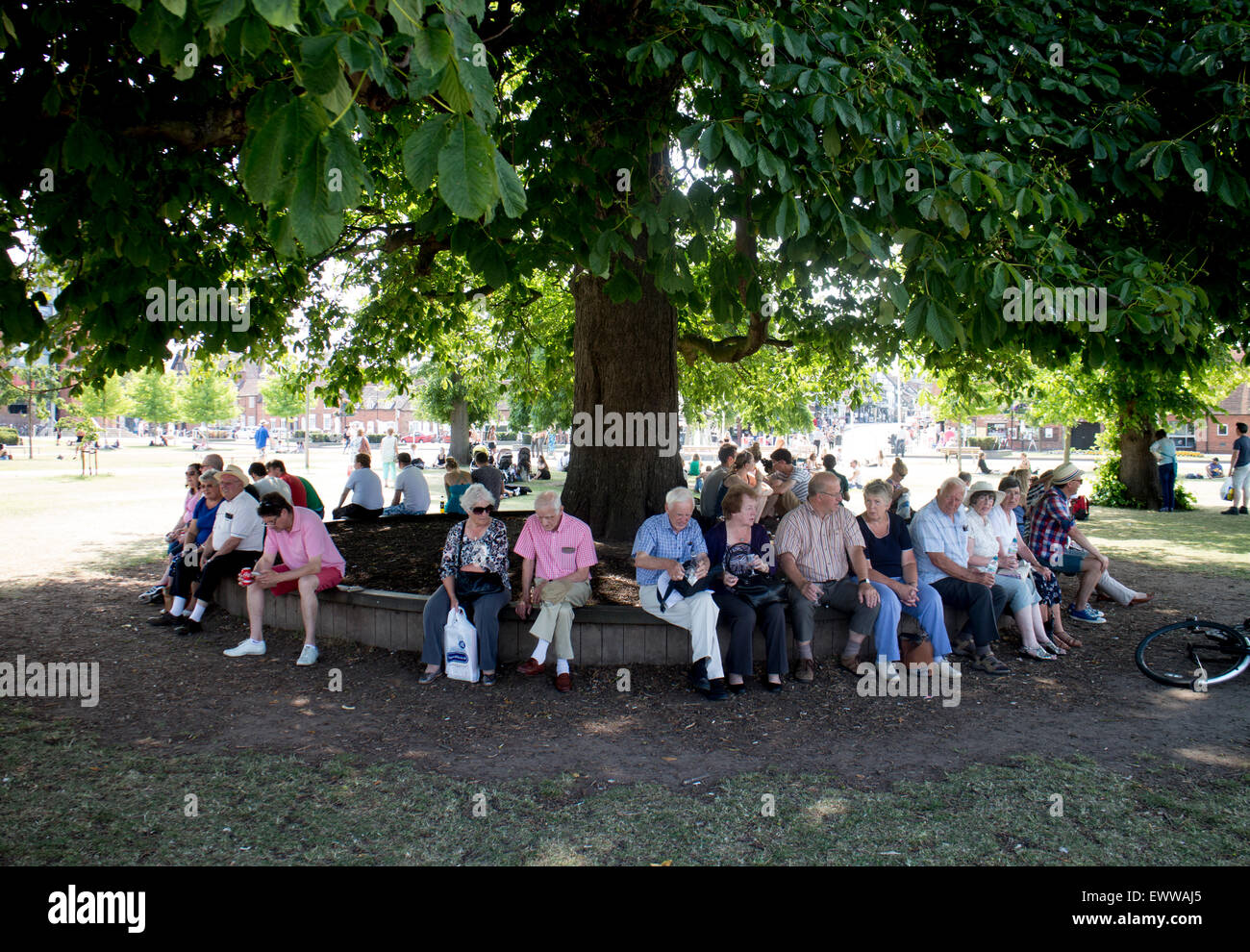 Spreading chestnut tree hi-res stock photography and images - Alamy