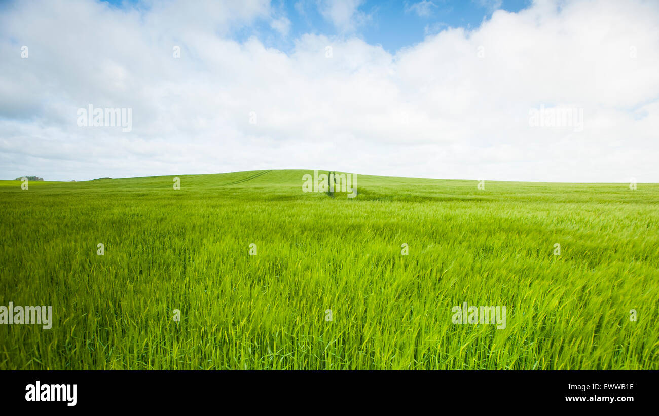 Wheats fields hi-res stock photography and images - Alamy