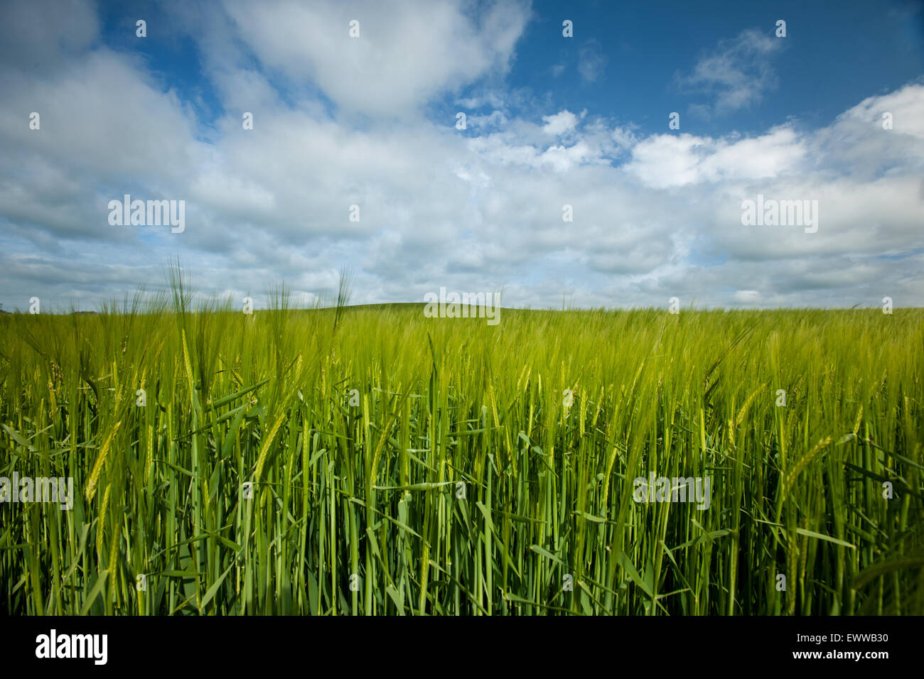 Field of wheats hi-res stock photography and images - Alamy