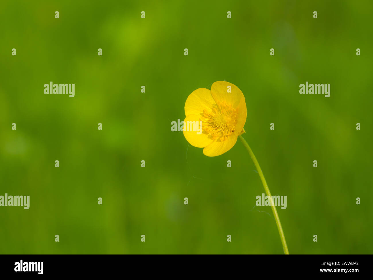 Wild Ranunculus (Buttercup) flower in loneliness Stock Photo - Alamy