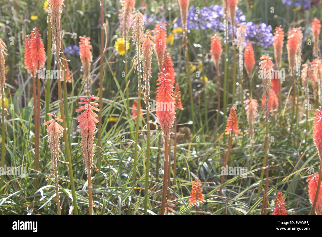 Tubular flowers hi-res stock photography and images - Alamy