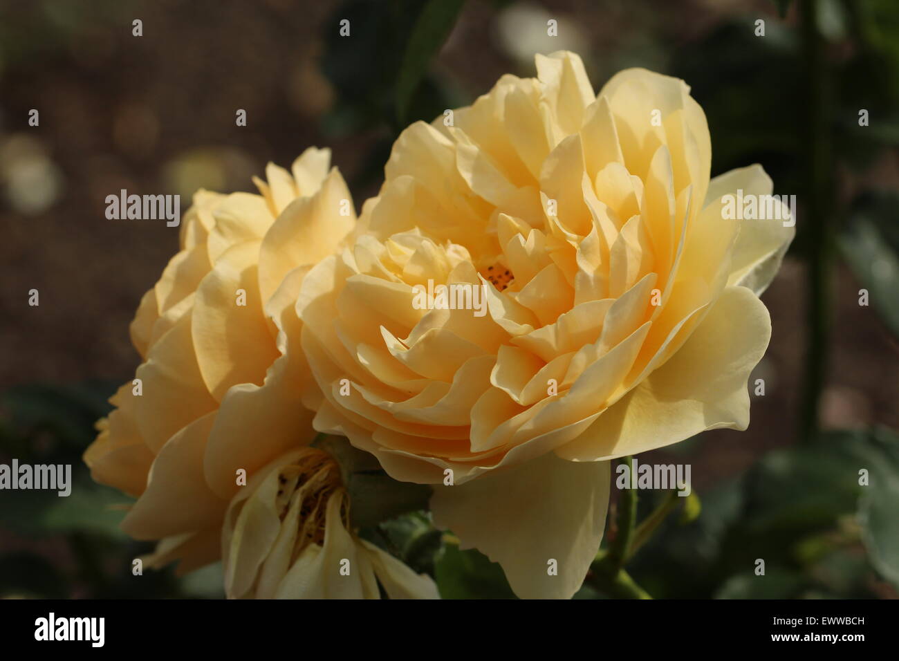 Pair of yellow roses side shot close-up Stock Photo - Alamy