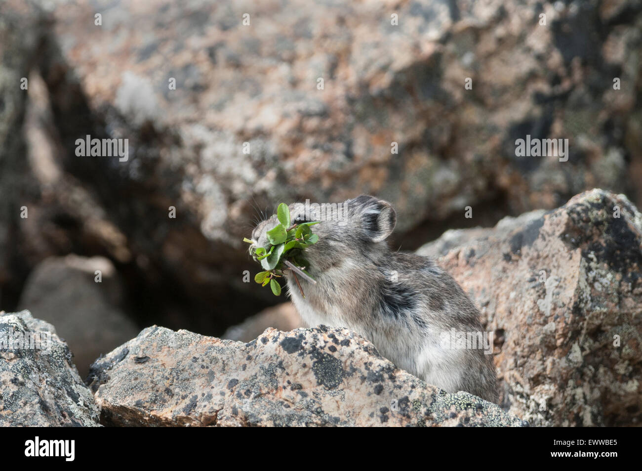 Collared Pika (Ochotona collaris) is a small lagomorph that lives in ...