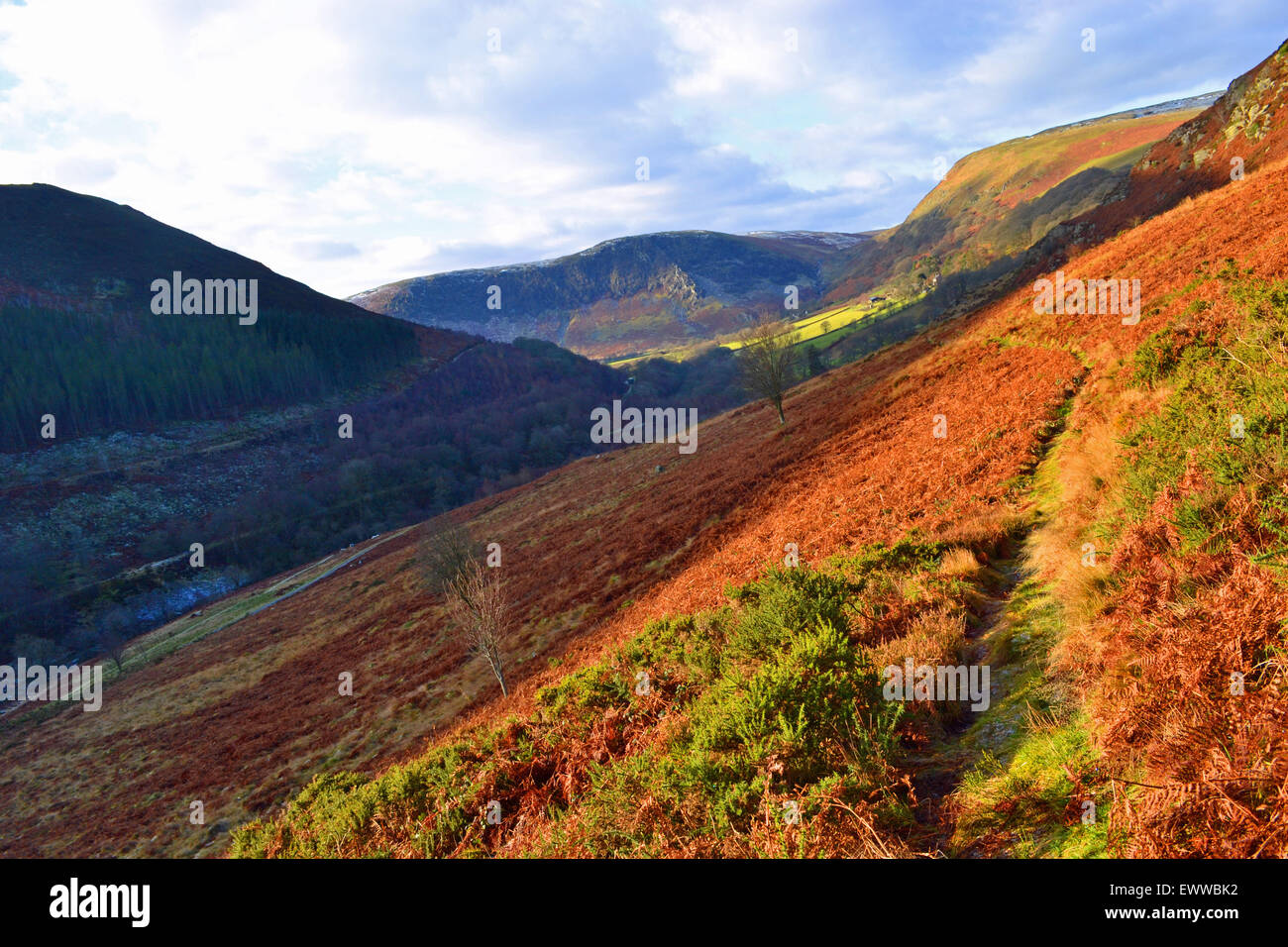 Welsh hillside in Rhayader Stock Photo - Alamy