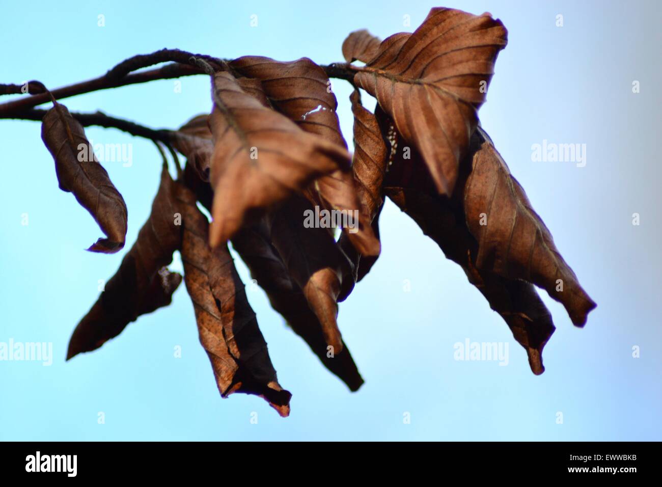 Copper leaves hi-res stock photography and images - Alamy