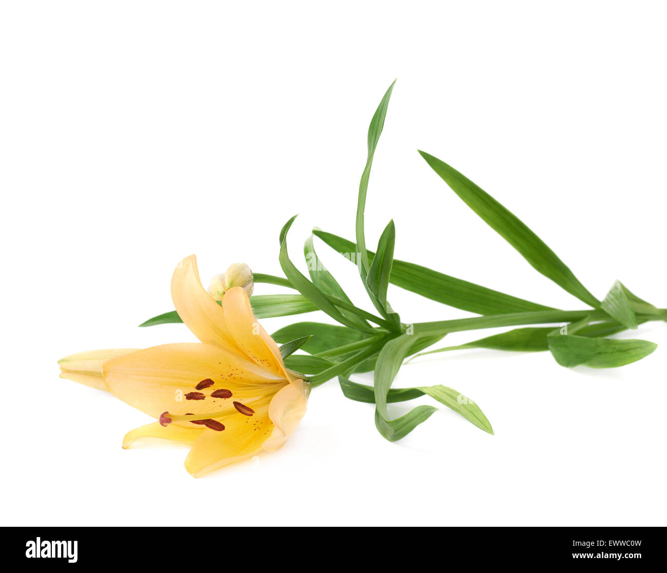 Yellow lily lilium flower isolated Stock Photo - Alamy