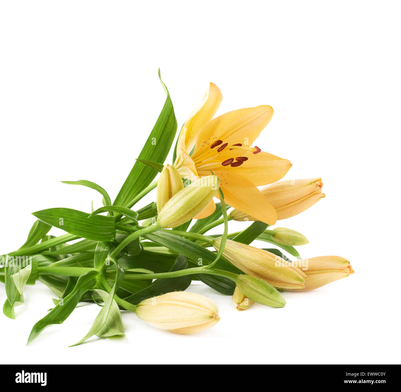Yellow lily lilium flower isolated Stock Photo - Alamy
