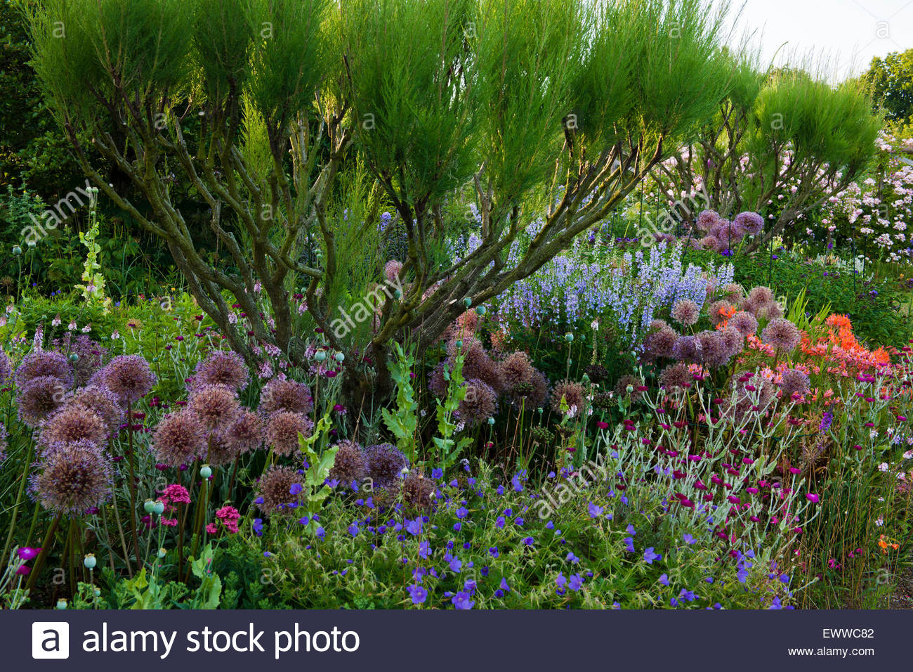 Tamarix Ramosissima Stock Photos & Tamarix Ramosissima Stock Images - Alamy