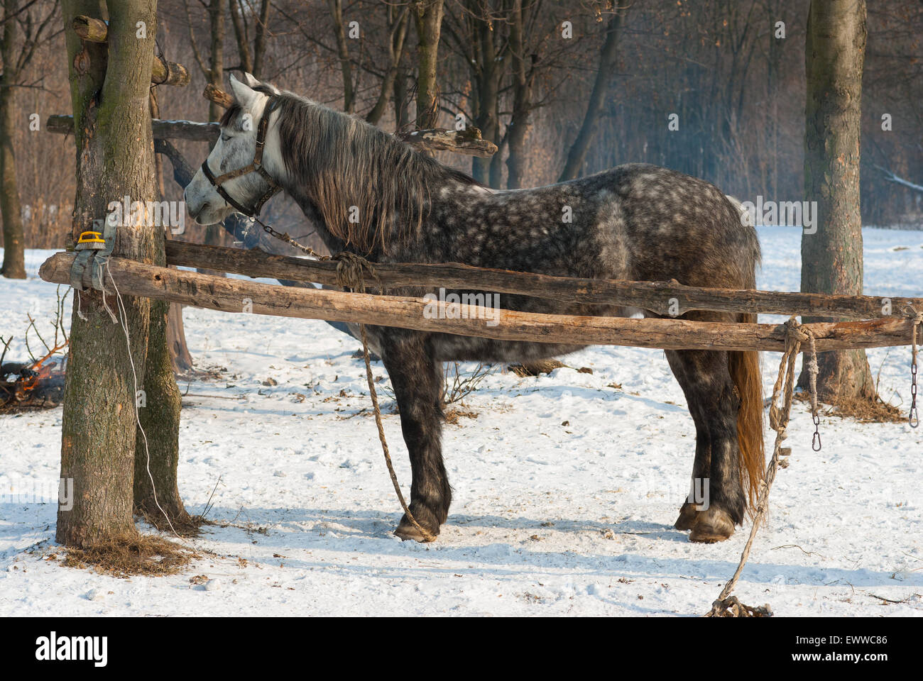 Lonely dappled mare in winter outdoor stall Stock Photo - Alamy