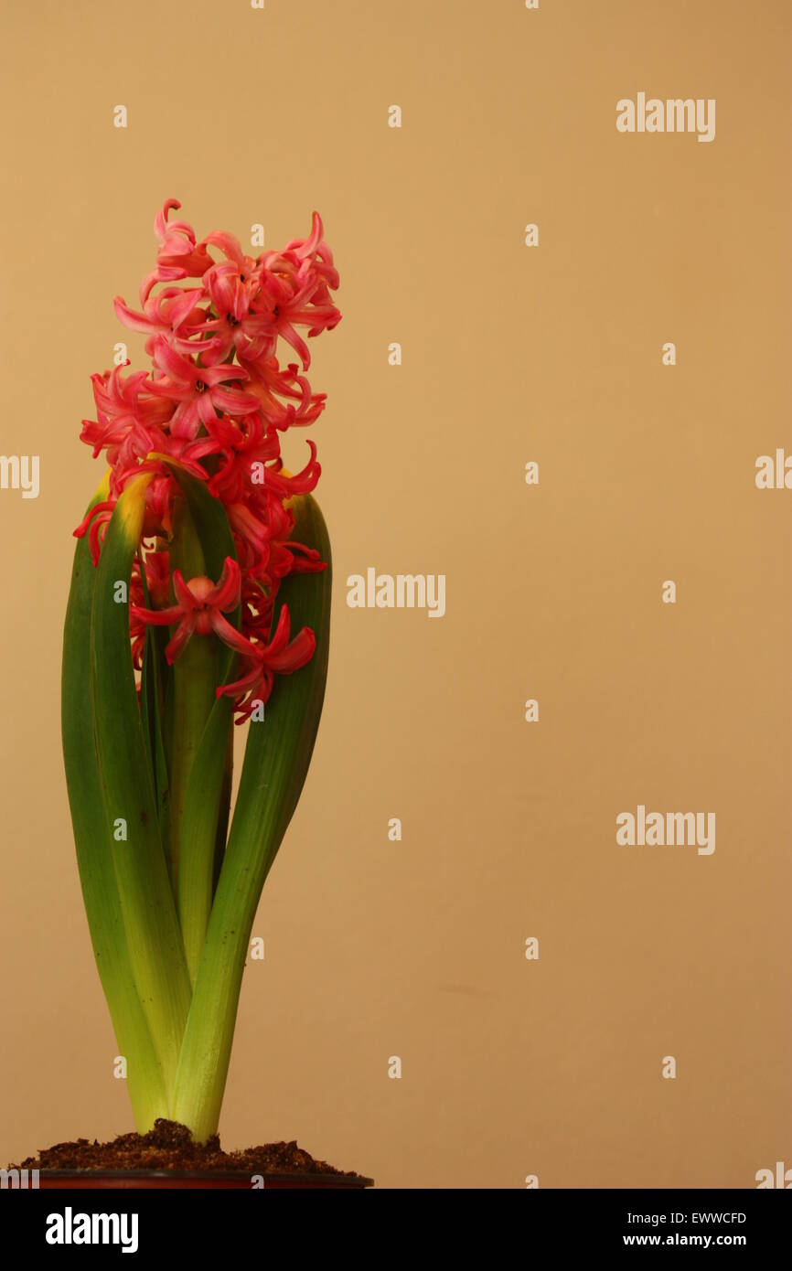Pink Hyacinth, isolated, Hyacinthus orientalis Stock Photo - Alamy