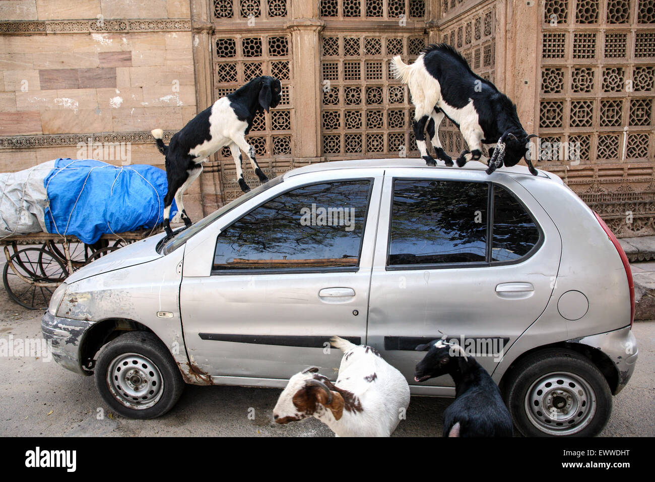 Goats atop of this damaged car seen during Heritage Walk organised ...