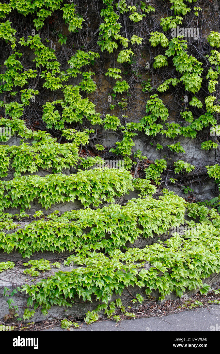 Ivy-infested castle stairs vegetation Stock Photo - Alamy