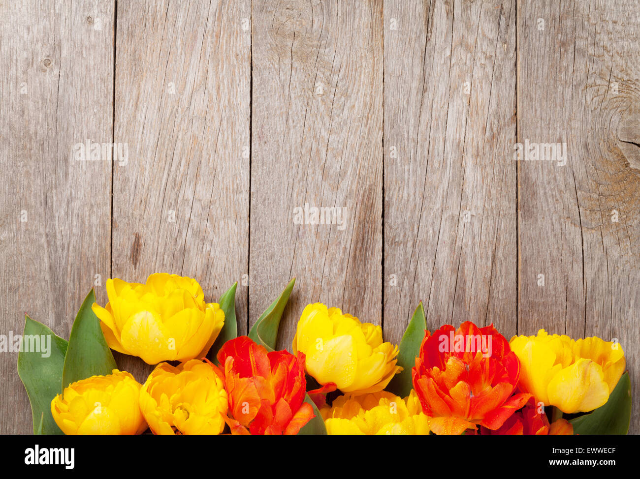 Top view tulips colorful hi-res stock photography and images - Alamy