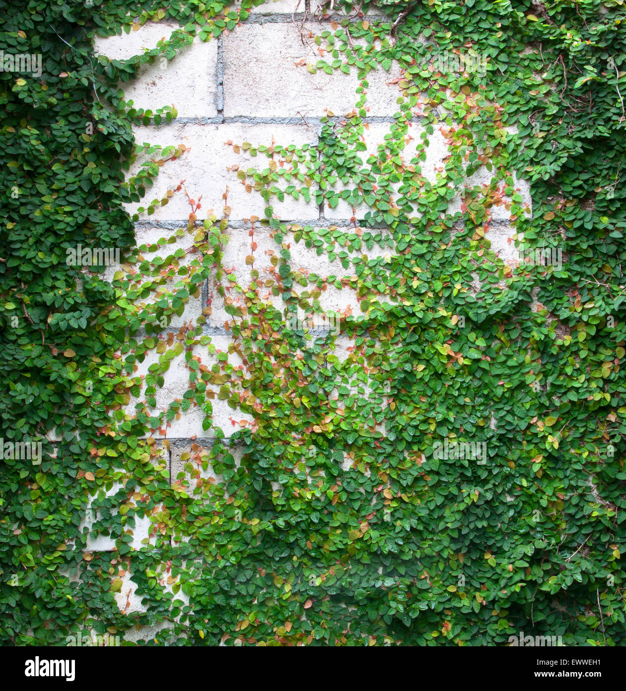 The Green Creeper Plant on the Wall Stock Photo - Alamy