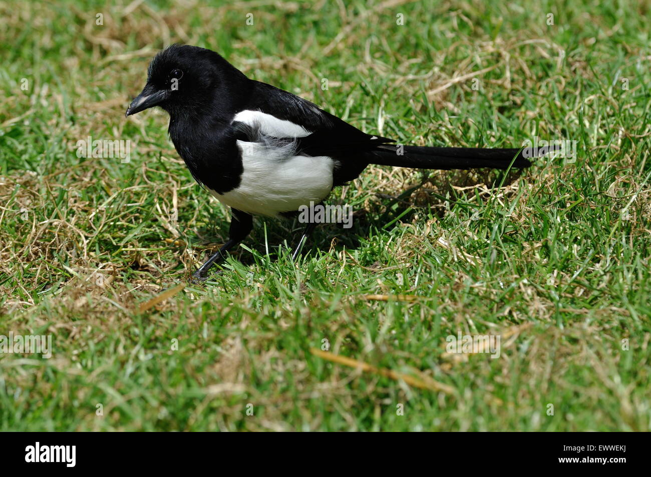 Magpie Pica Pica Stock Photo - Alamy