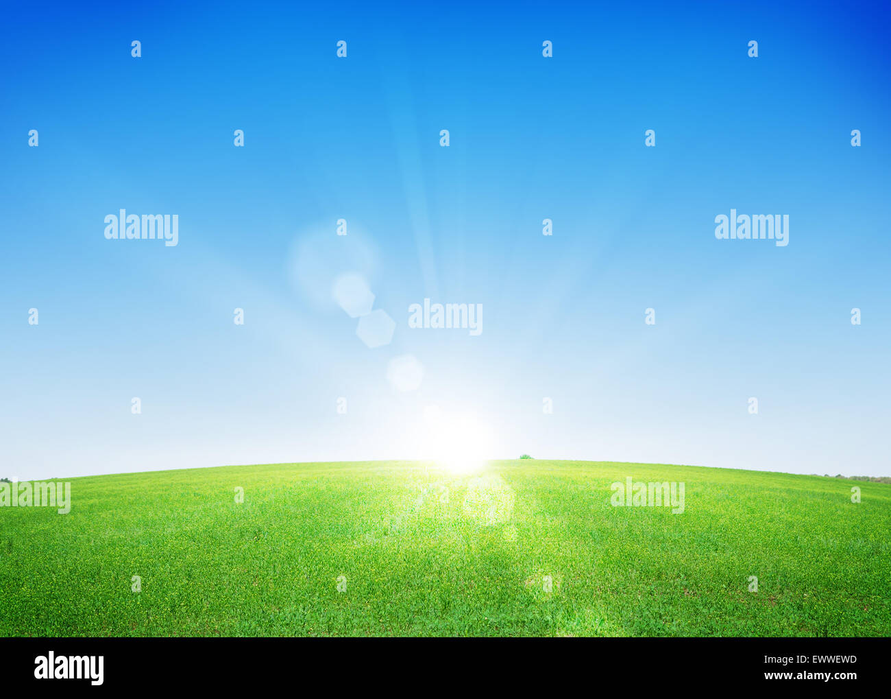 Endless green grass field and deep blue sky background Stock Photo - Alamy