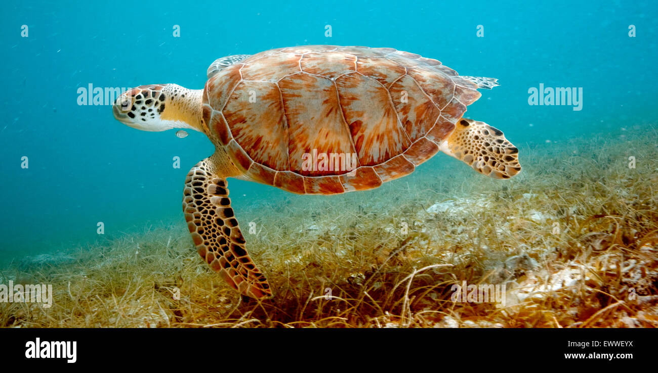 A sea turtle feeds on Sea Grass in Maho Bay on the island of St. John ...
