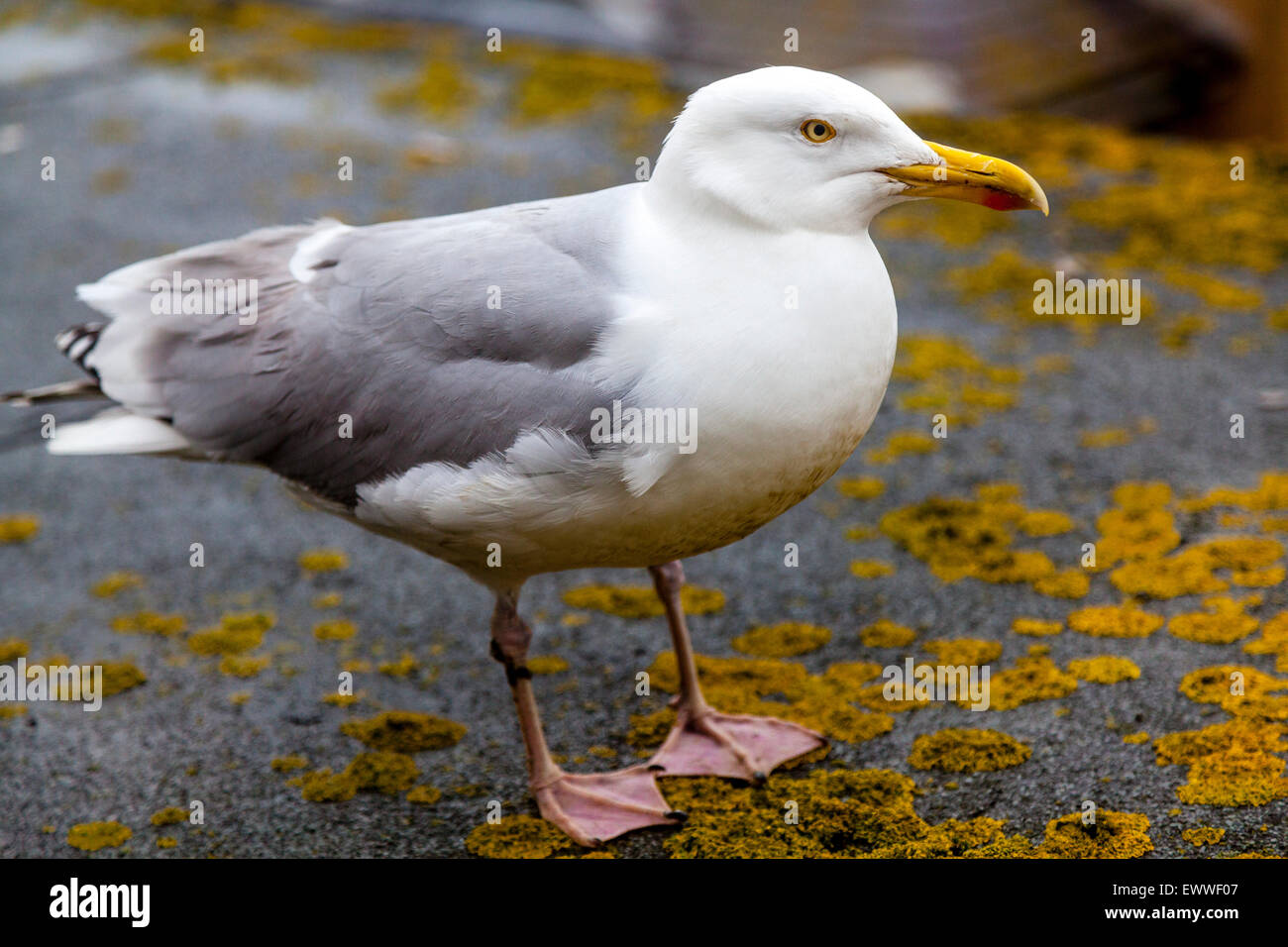 Brighton birds hi-res stock photography and images - Alamy