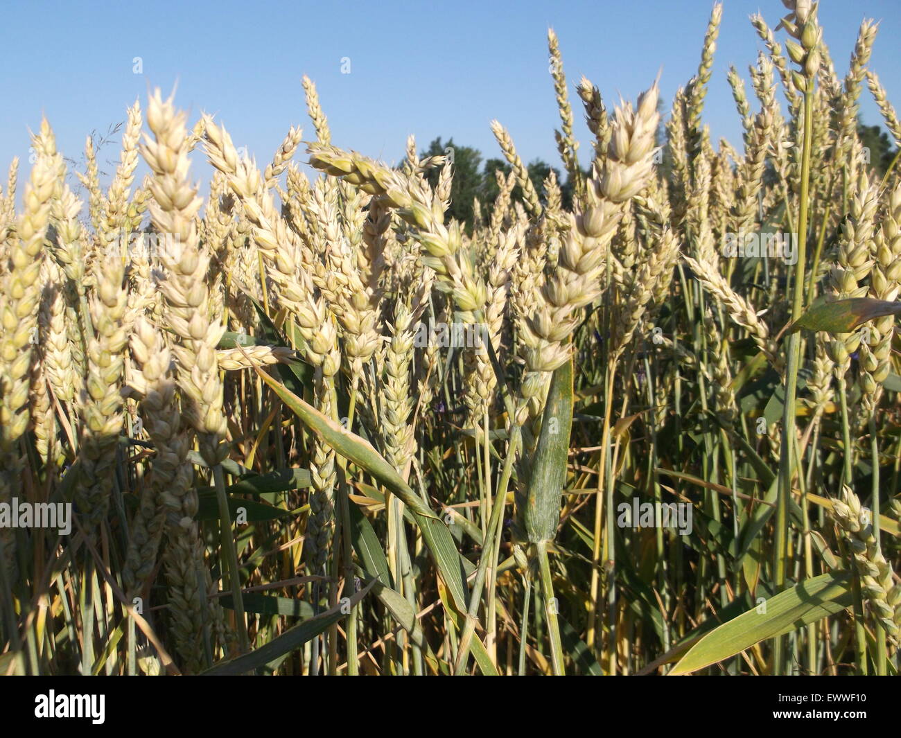 Polish wheat field hi-res stock photography and images - Alamy
