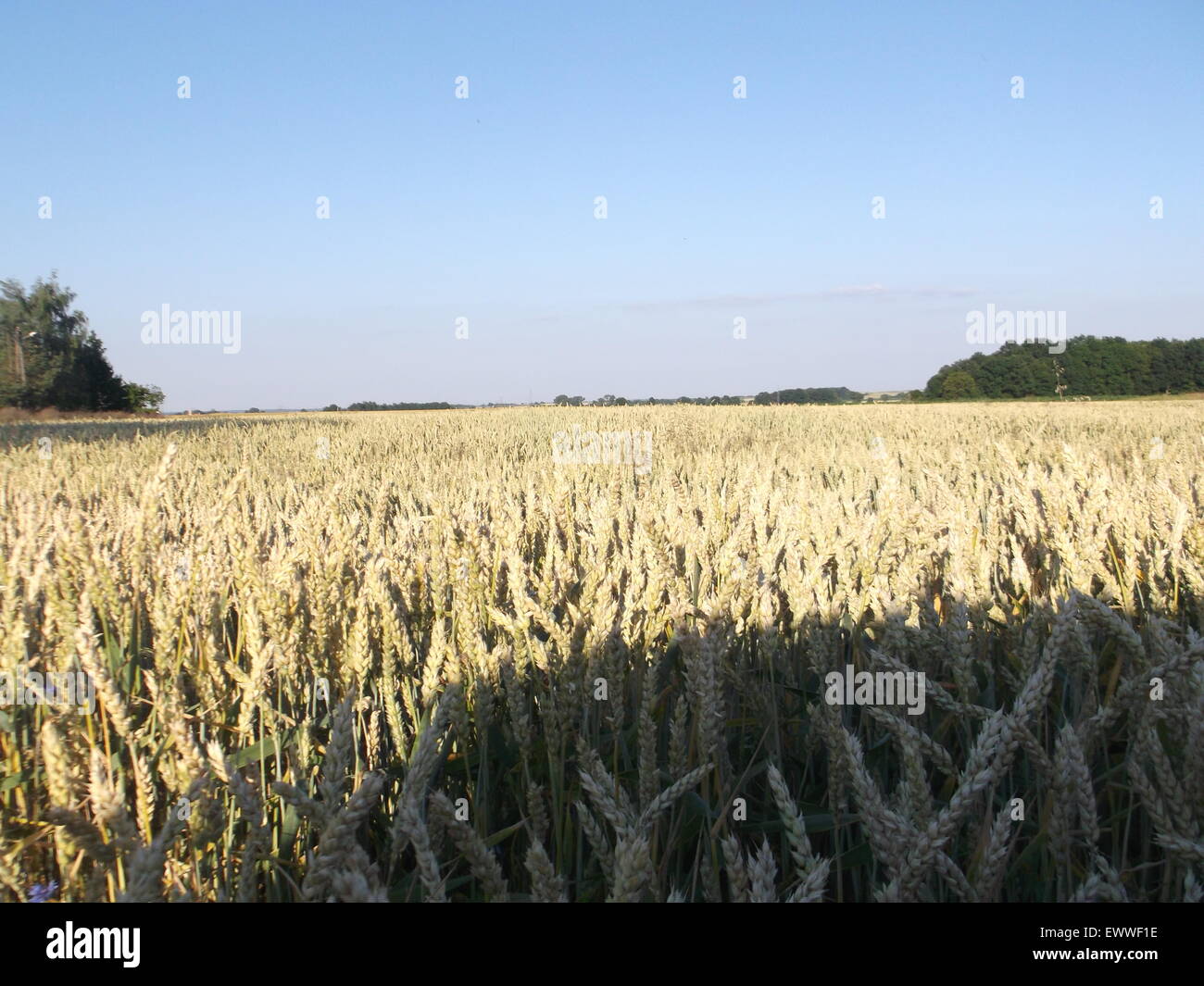 Polish wheat hi-res stock photography and images - Alamy