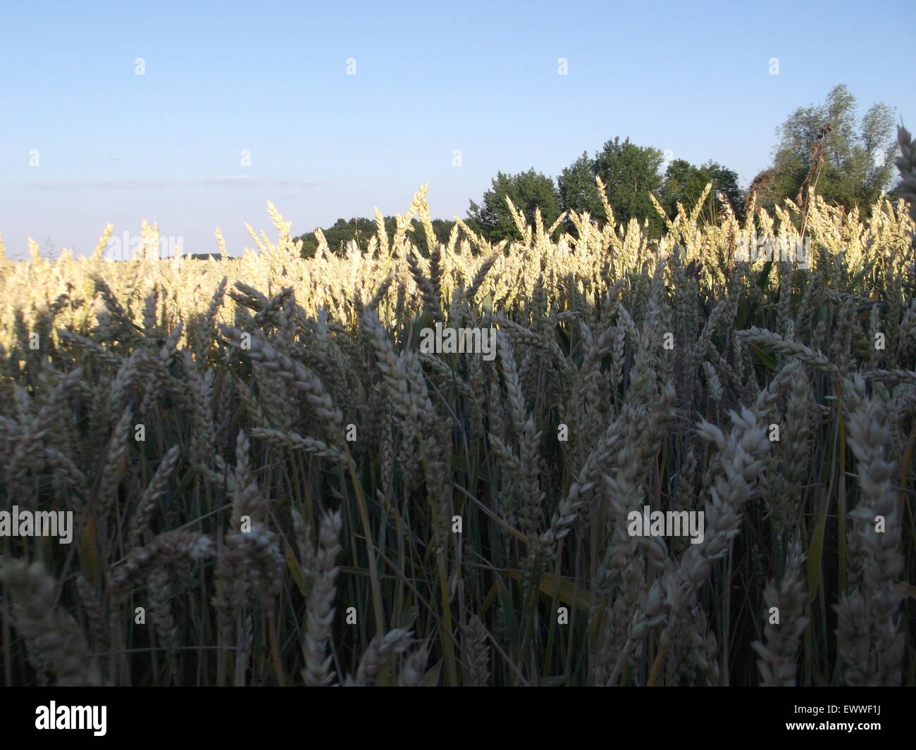 Wheat field, Poland, Europe Stock Photo - Alamy