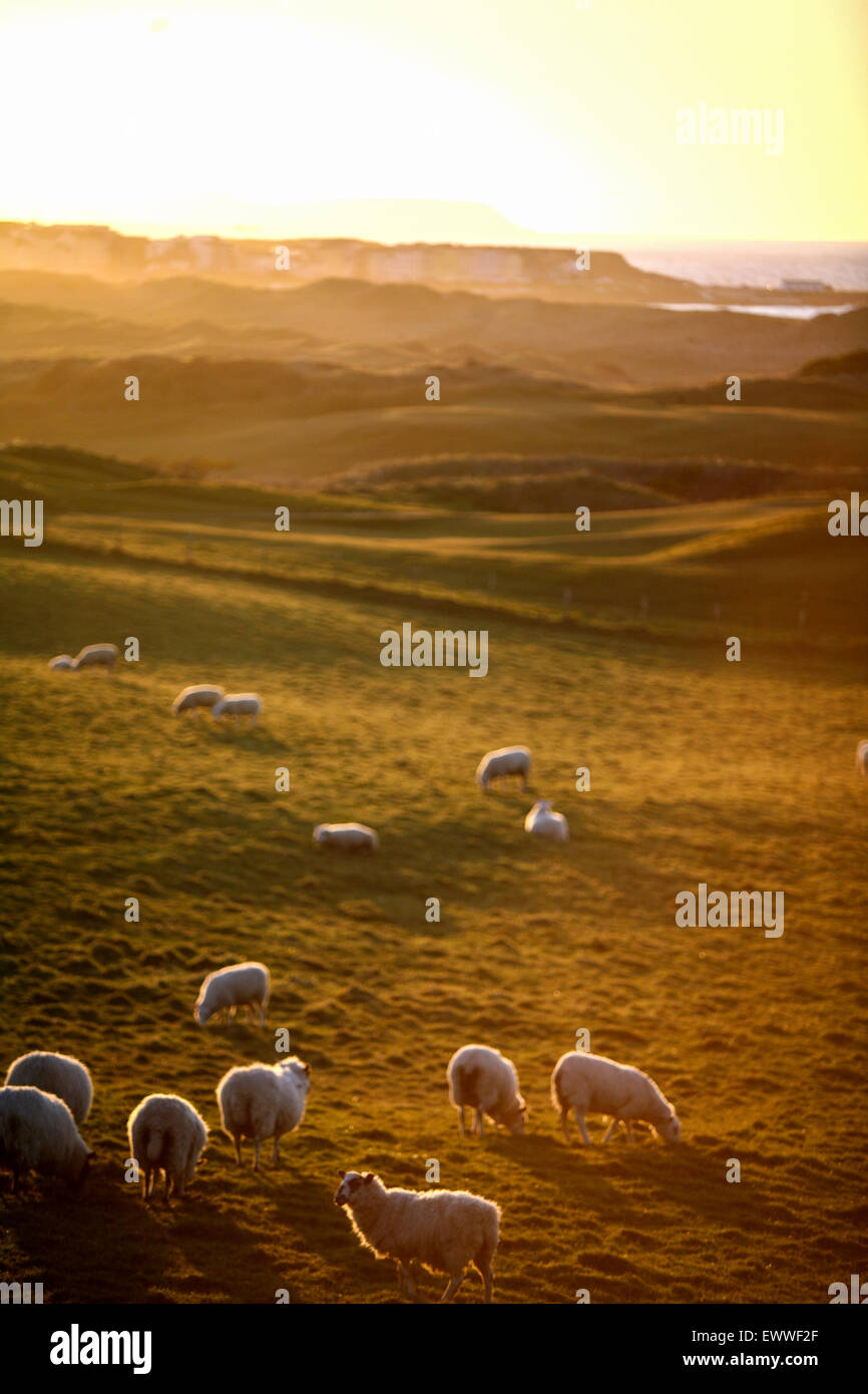Sun setting and grazing sheep in the countryside just east of ...