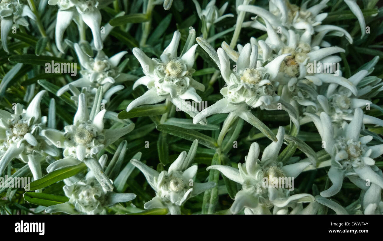 Leontopodium alpinum, Famous flower Edelweiss, symbol of alps Stock ...