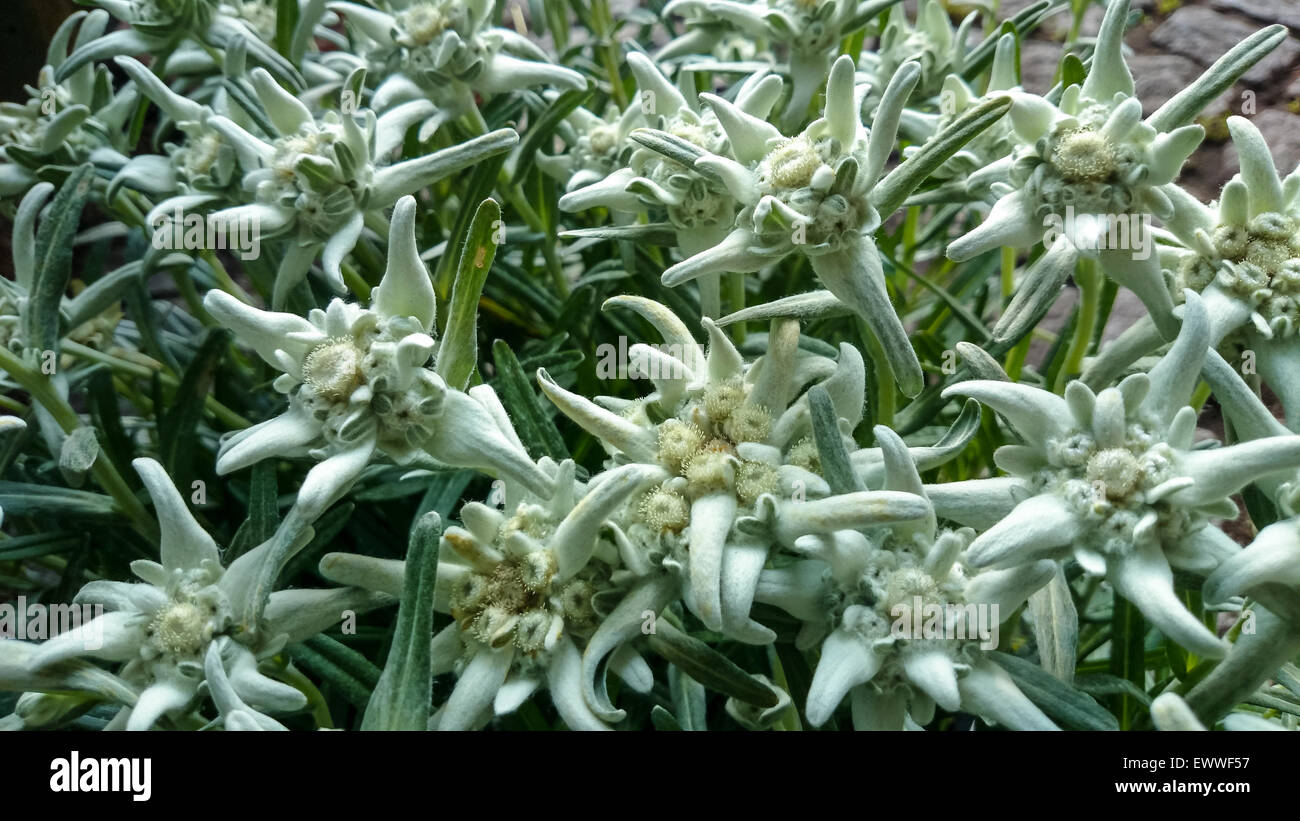 Leontopodium alpinum, Famous flower Edelweiss, symbol of alps Stock ...