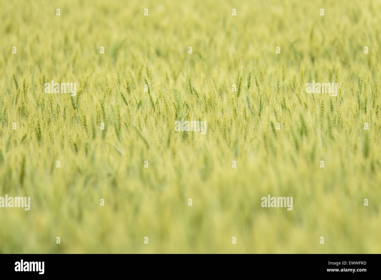 field of wheat still green Stock Photo - Alamy